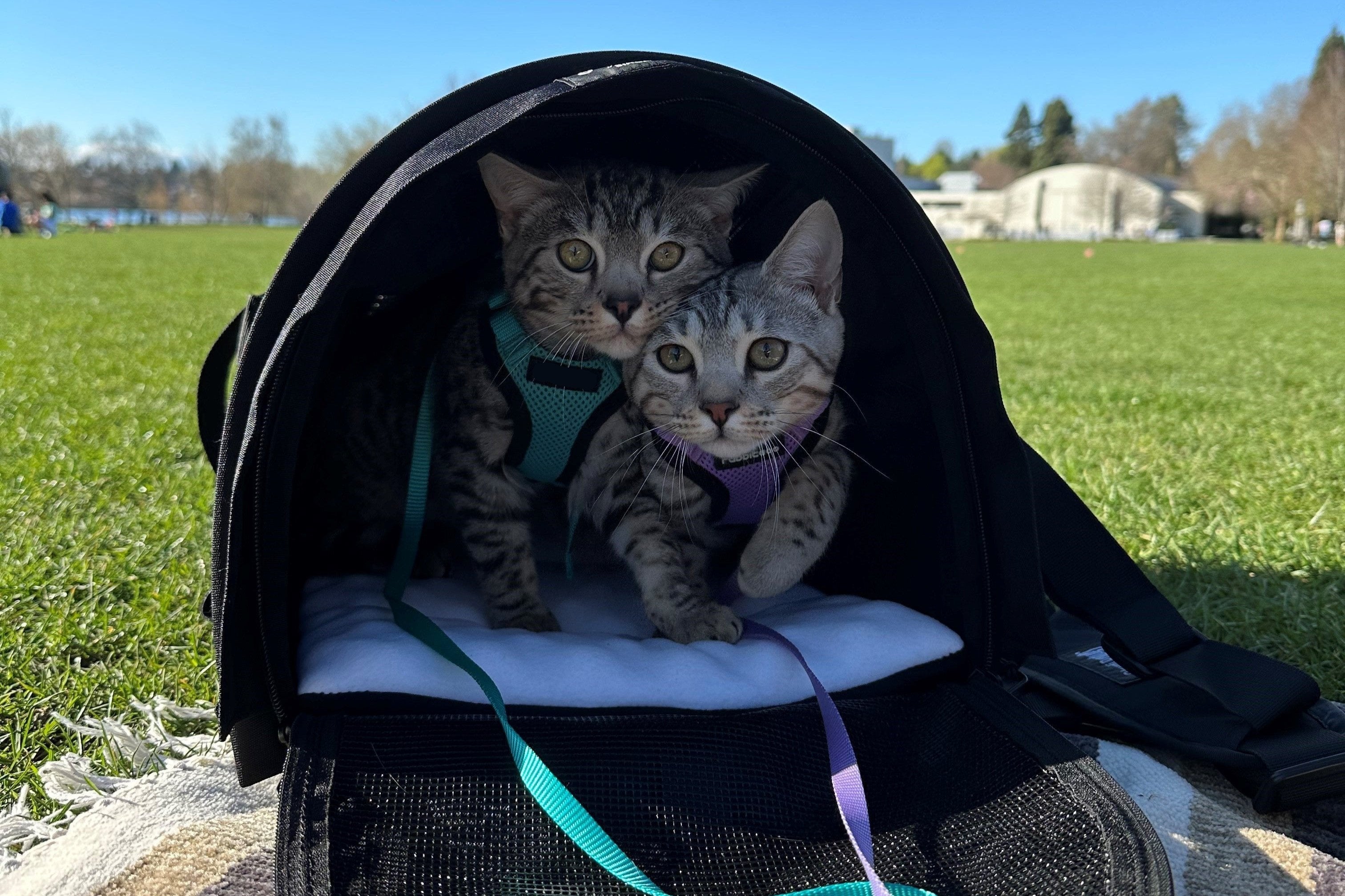 Sturdi Products for traveling pets and their people!